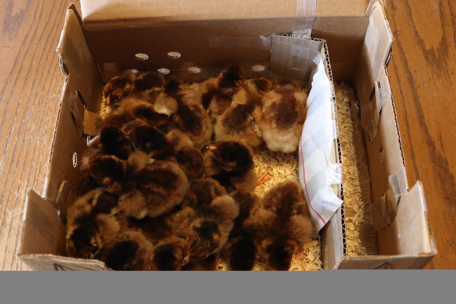 Safely Ship Day Old Chicks - Backyard Poultry